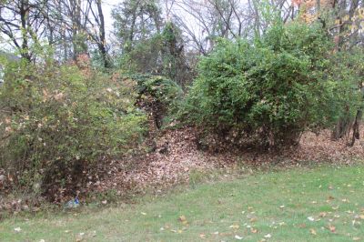 Expert Shrub Removal Services for a Clean, Beautiful Yard